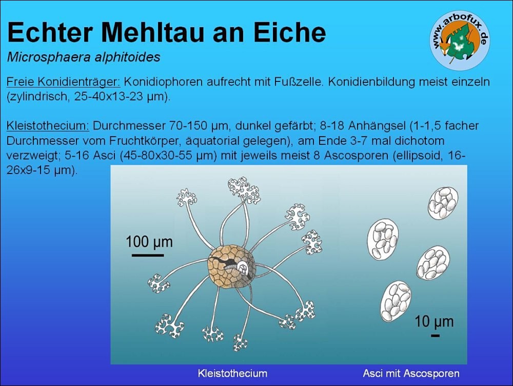 Erysiphe alphitoides (Eichen-Mehltau) – Fundkorb