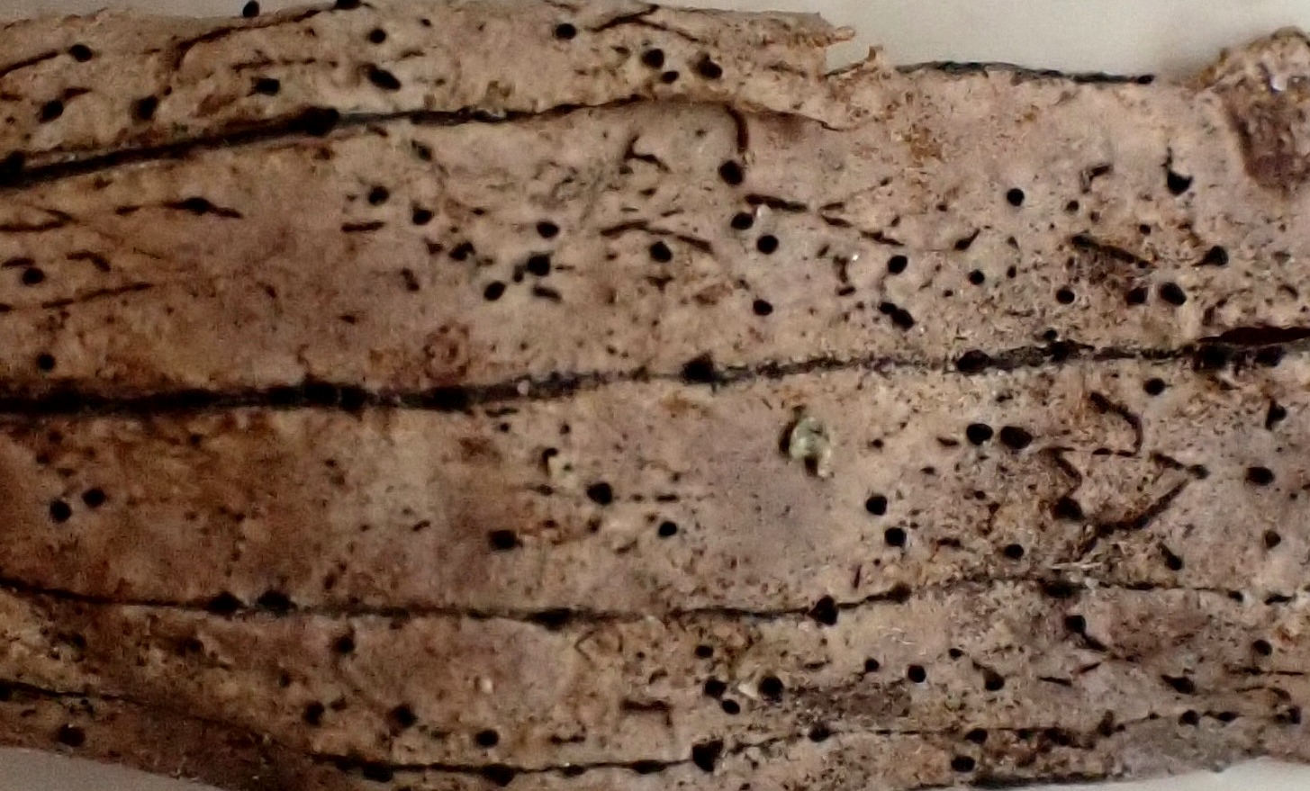 Phoma Polygramma Fundkorb